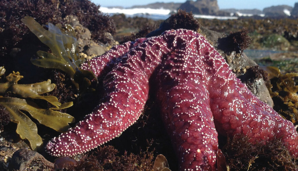 Drew Harvell Wins Sustainability Science Award - University of ...